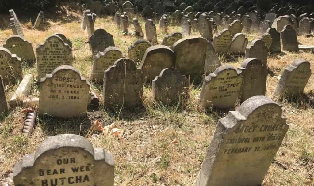 The Value of Proper Pet Cemetery in Brisbane Etiquette